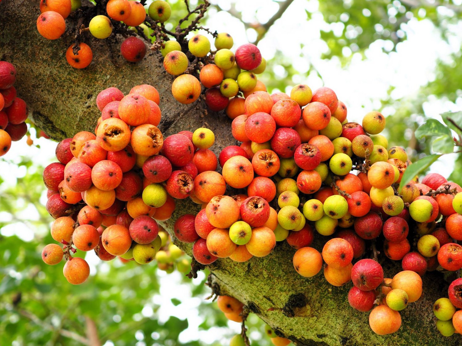 30 Cluster Fig Ficus Racemosa Seeds – Red River Indian Fig Tree, Edible ...