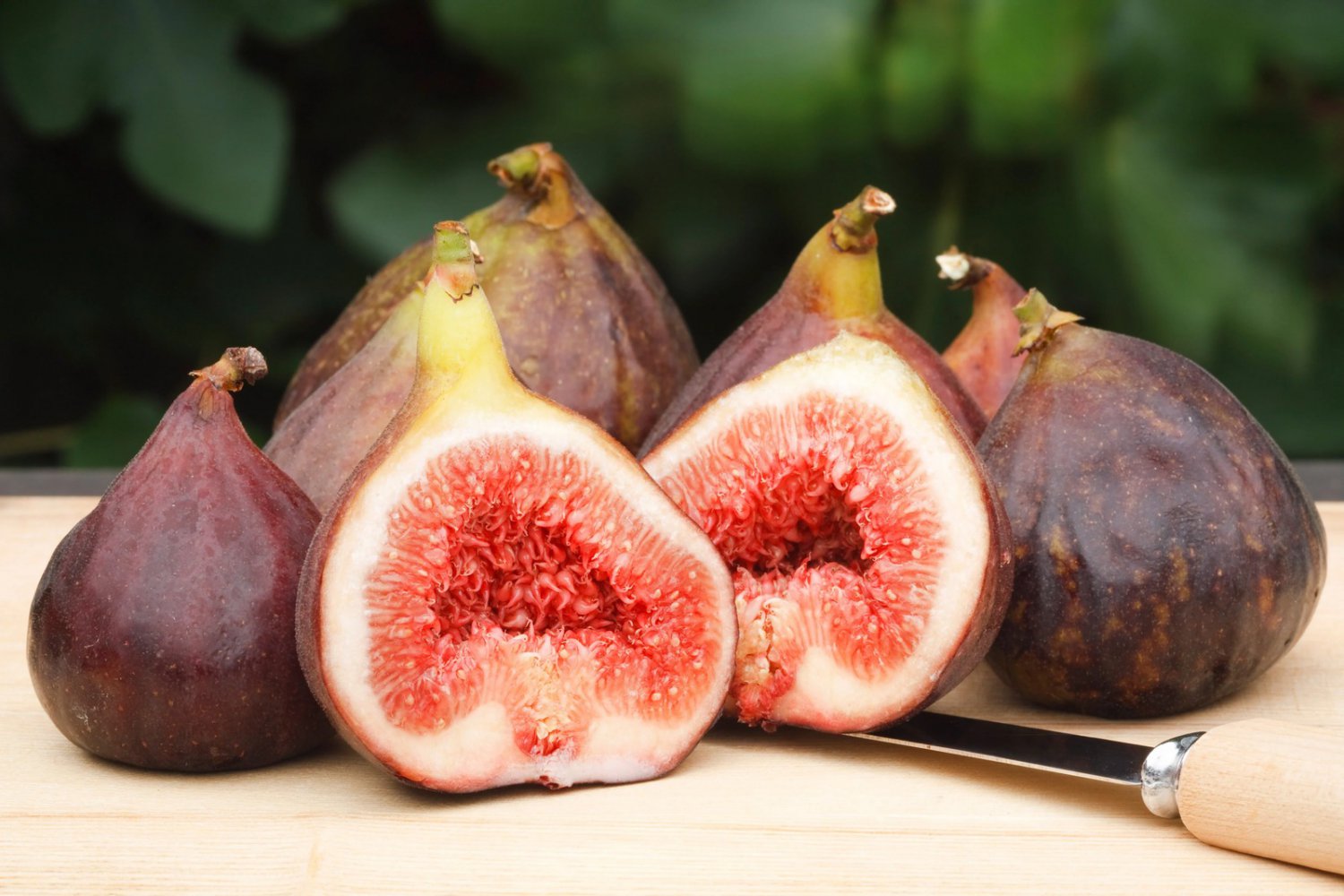 30 Common Edible Fig Tree Ficus Carica Purple Brown Skin Pink Flesh ...