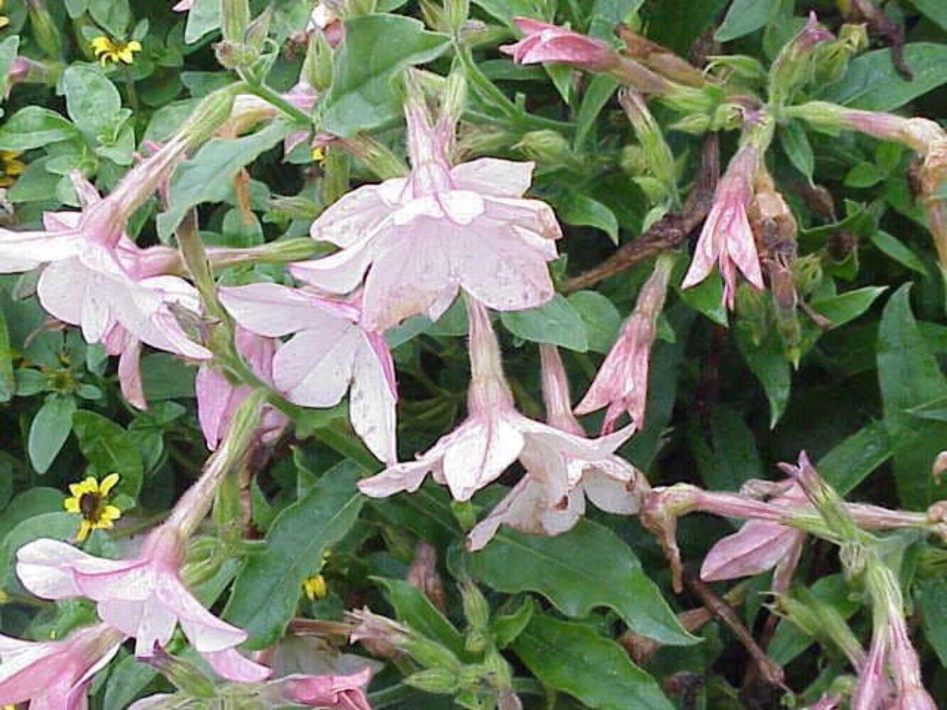 200 Jasmine Aztec Nicotiana Alata (Ornamental Flowering Tobacco) Flower ...