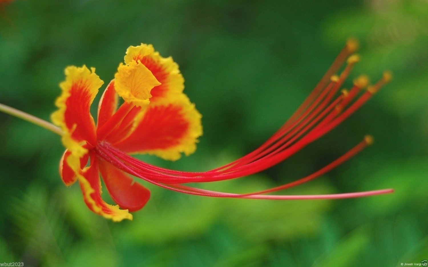 Pride of Barbados, Peacock Flower, Dwarf Poinciana, Bird of Paradise 10 ...