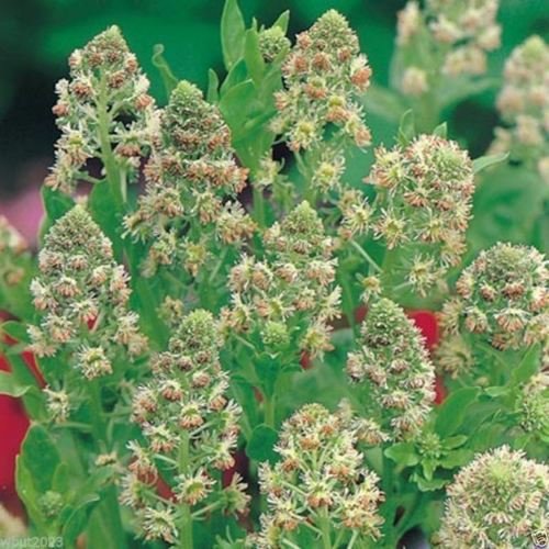 Sweet Mignonette – Reseda odorata, Sweet-scented perennial Flowers ...