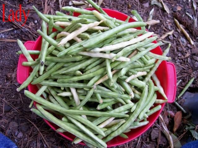 150 Seeds Lady Cream pea AKA: Lady Finger Pea, Rice Pea, Catjang Pea ...