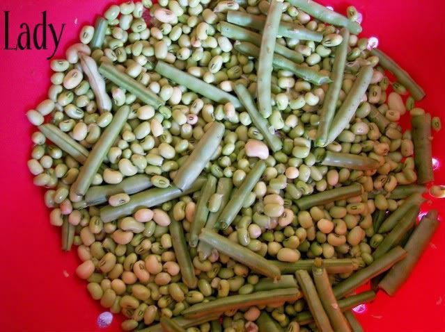 150 Seeds Lady Cream pea AKA: Lady Finger Pea, Rice Pea, Catjang Pea ...