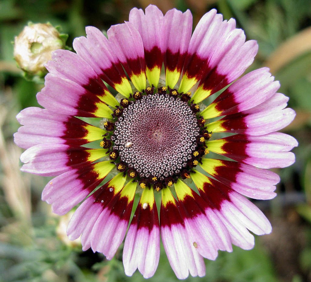 daisy, PAINTED, TRICOLOR tri color flower, 60 seeds!