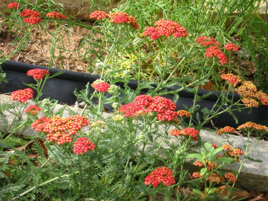 yarrow, RED PERENNIAL, GOOD FOR DRYING, 360 SEEDS