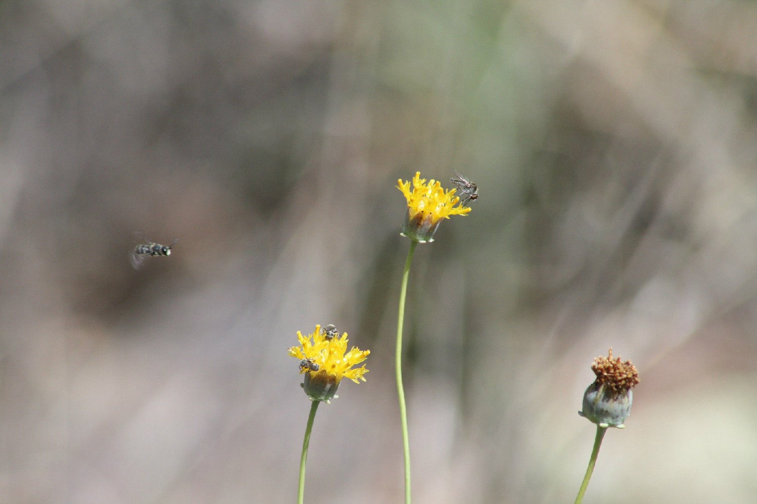 greenthread, WILDFLOWER, yellow wild FLOWER, Navajo tea 115 seeds!