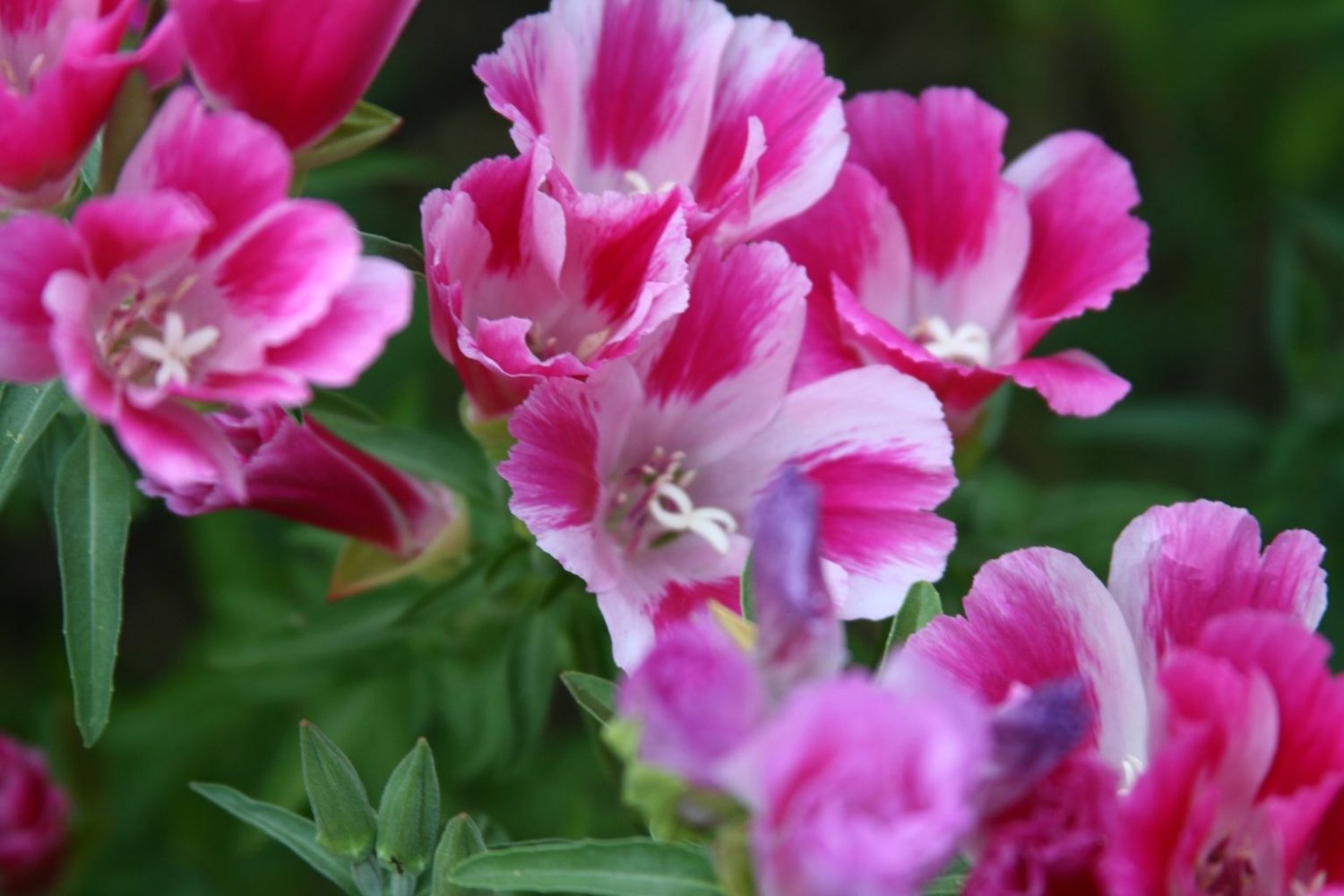 farewell to spring, PINK CLARKIA, 3000 seeds!