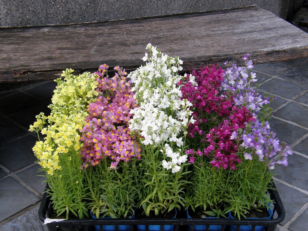 toadflax, BABY SNAPDRAGON, snap dragon 390 seeds!