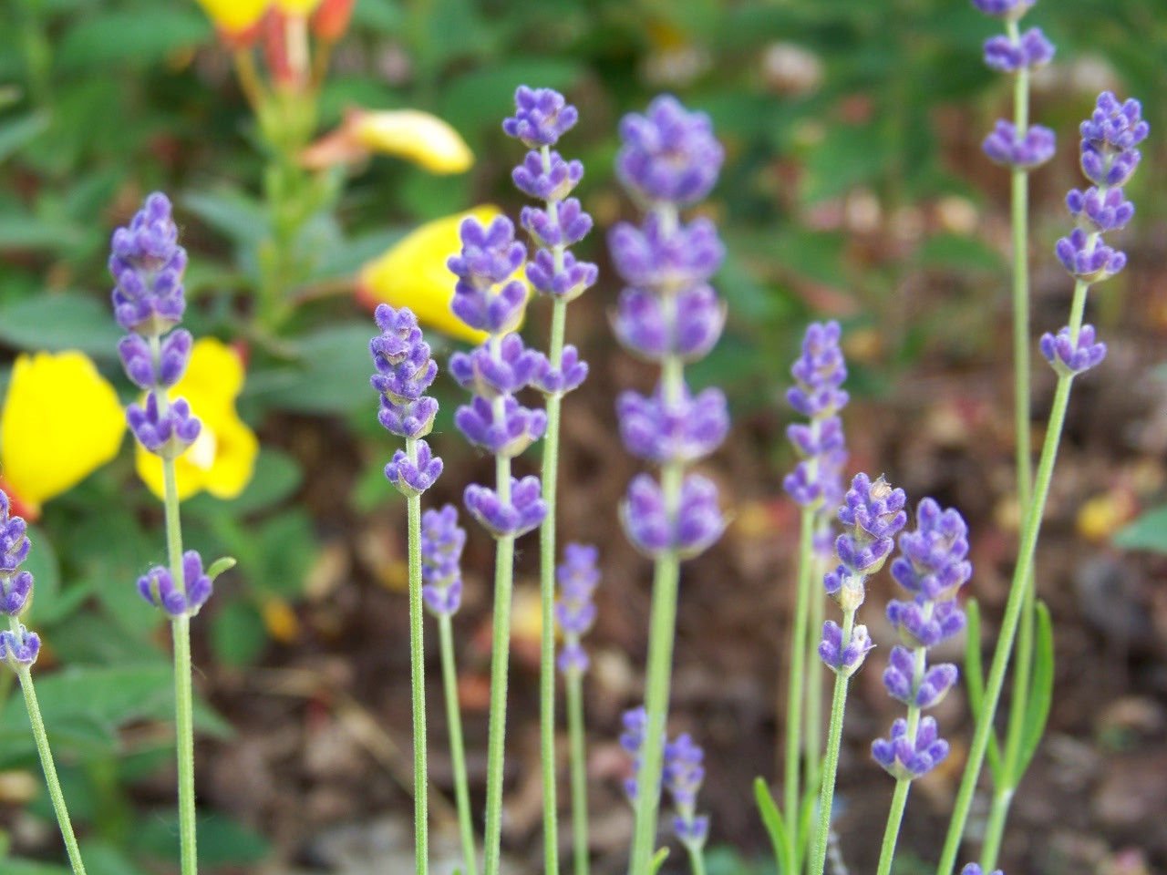 lavender, VERA, flower, TRUE ENGLISH, herb, flower, 140 SEEDS!