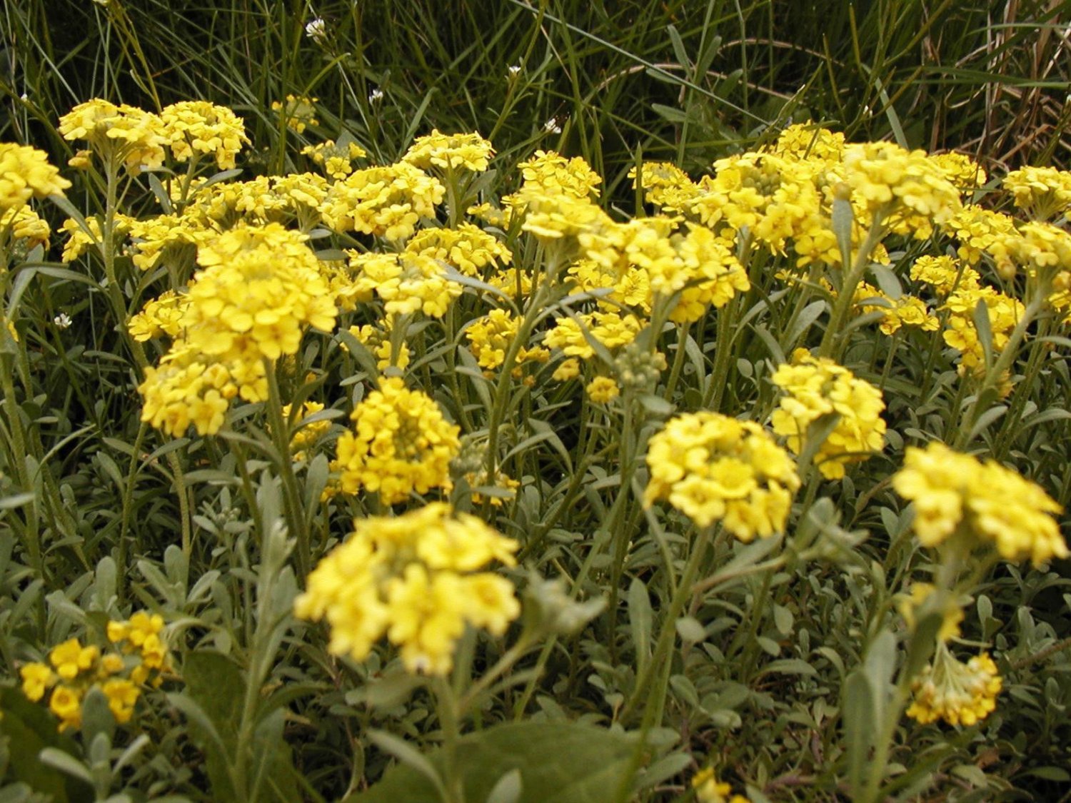 alyssum, GOLDEN TUFT, basket of gold, yellow flower, 100 seeds!
