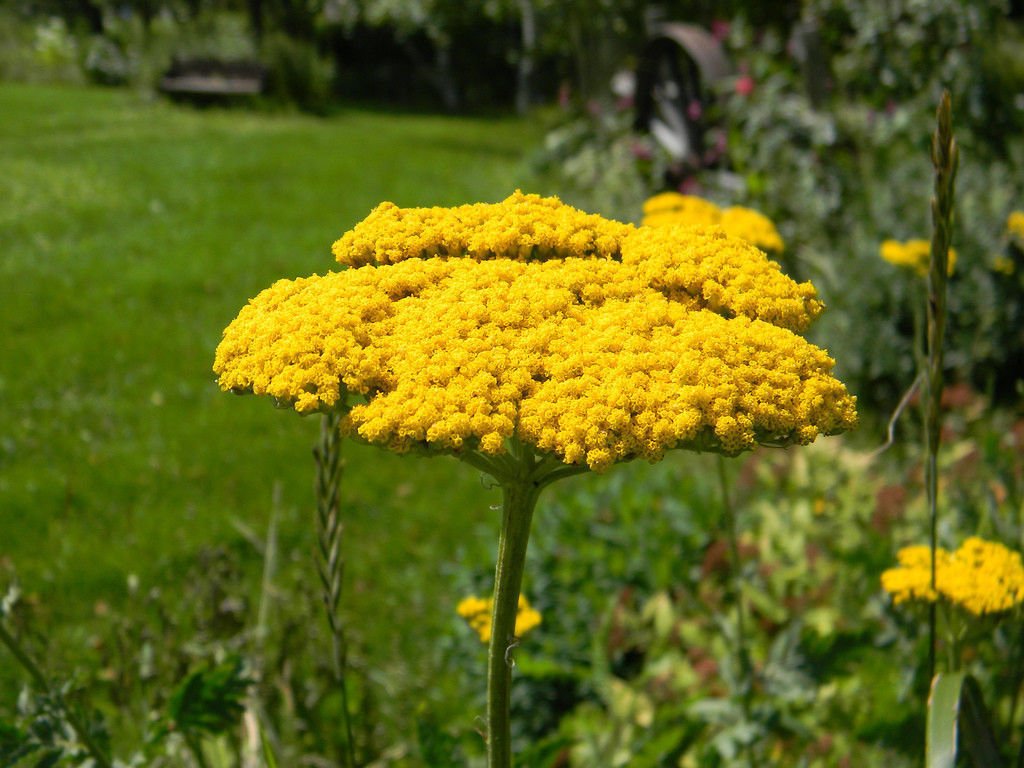 yarrow, PERENNIAL GOLD, YELLOW, 560 seeds! - BUY US USA