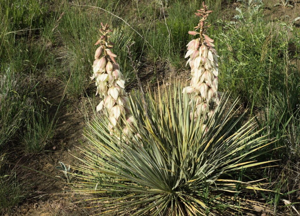 soapweed, YUCCA GLAUCA white flower, 25 seeds!