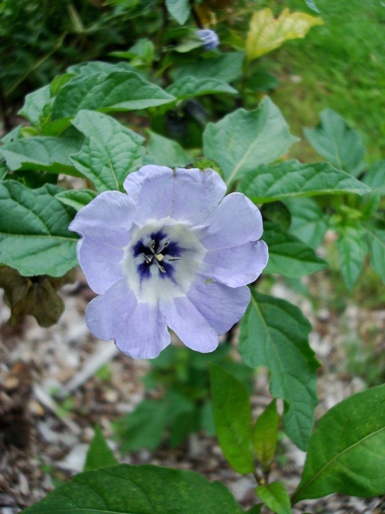 shoo fly, nicandra, SHOOFLY, lavender blue flowers, 25 seeds!