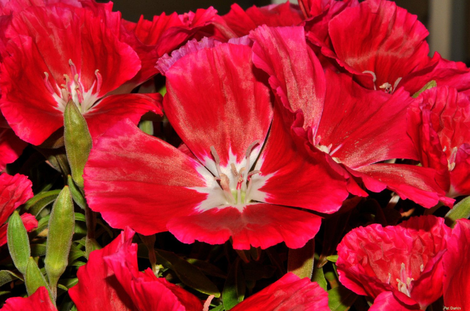 godetia, CLARKIA AMOENA,1000 seeds!