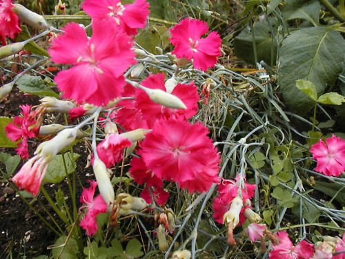carnation, DWARF VIENNA GRENADIN MIX, 50 seeds!