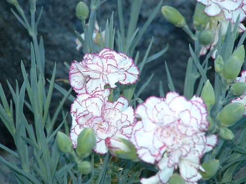 carnation, DWARF VIENNA GRENADIN MIX, 50 seeds!