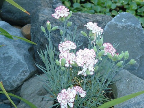carnation, DWARF VIENNA GRENADIN MIX, 50 seeds!