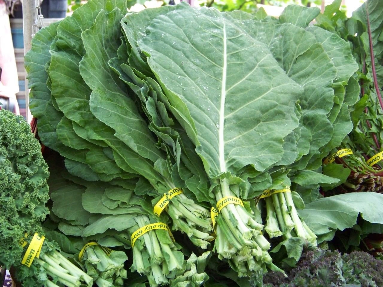 collards, GEORGIA COLLARD, salad greens, 180 seeds!
