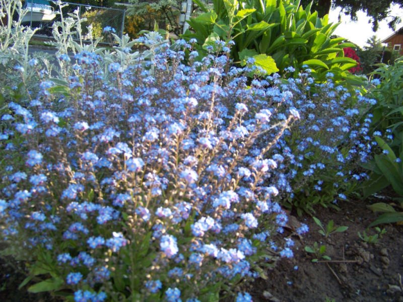 forget-me-not, CHINESE BLUE flower, 90 seeds!