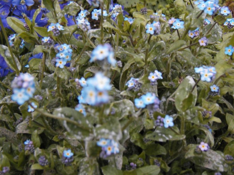 forget-me-not, CHINESE BLUE flower, 90 seeds!