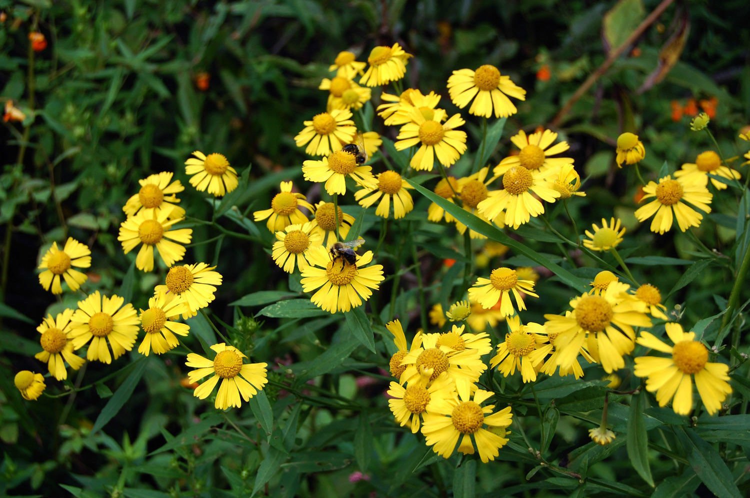 sneezeweed, HELEN'S FLOWER, yellow flower sneeze weed, 320 seeds!