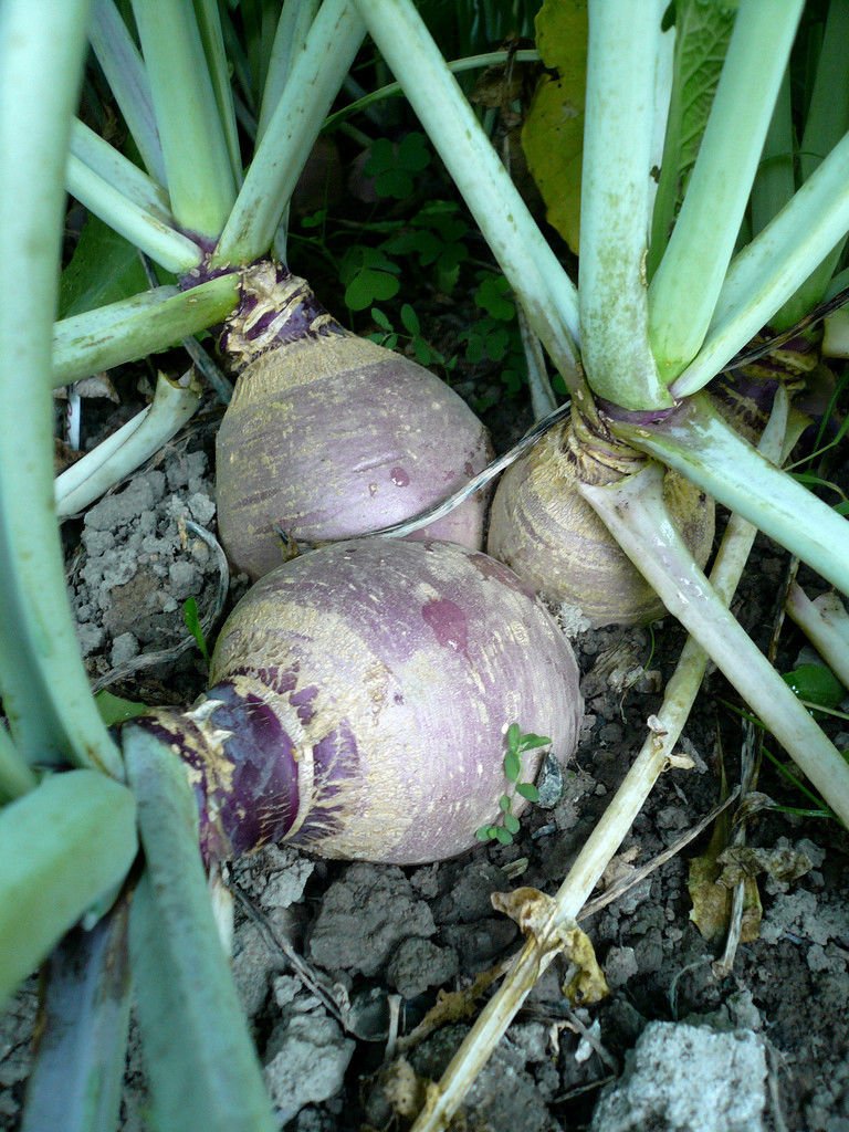 rutabaga, AMERICAN PURPLE TOP, 920 seeds!