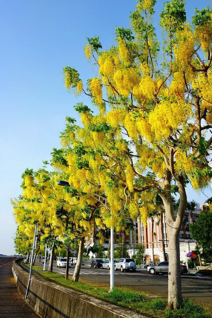 10 Seeds Indian Larbunum Cassia Fistula GOLDEN SHOWER TREE Yellow Flower Seed