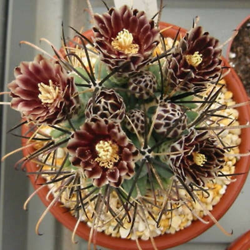 100 SEEDS Sclerocactus Uncinatus (Exotic rare flowering cacti flower ...