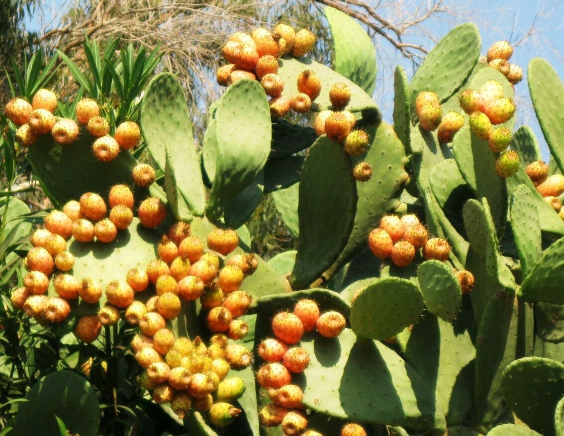 20 SEEDS NOPAL YELLOW FRUIT (Nopalina nopalea exotic edible cactus ...