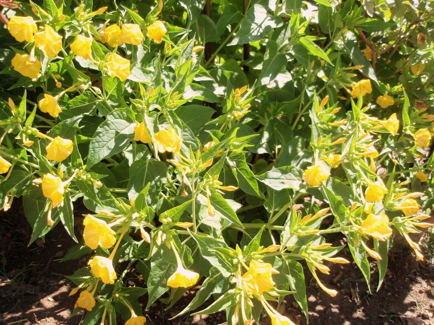 5 Seeds YELLOW "four o'clock" Mirabilis Jalapa fragrant caudex ...