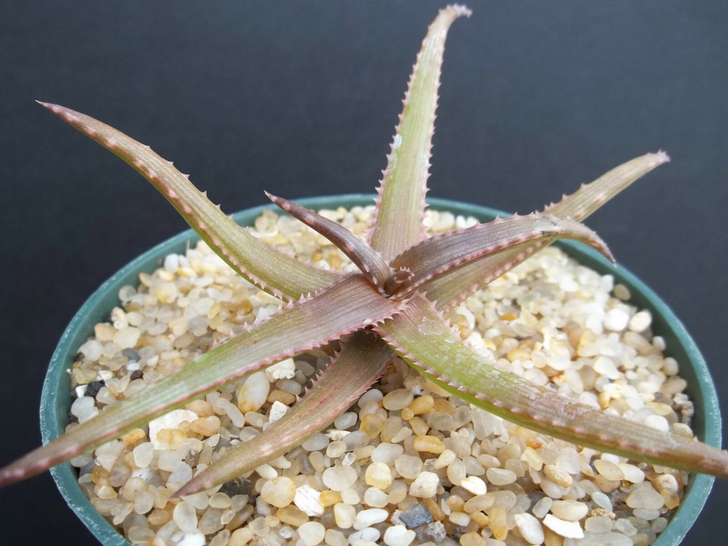 4" Pot Aloe BAKERI (Exotic rare miniature clustering succulent plant ...