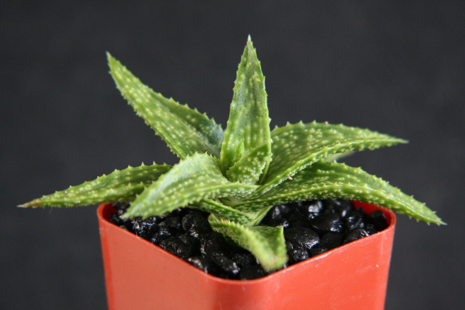 2" Pot Gasteraloe cv Helen Haage (Exotic aloe rare succulent plantgasteria)