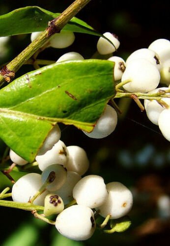 10 Seeds Randia Aculeata (White indigoberry florida native indigo berry ...