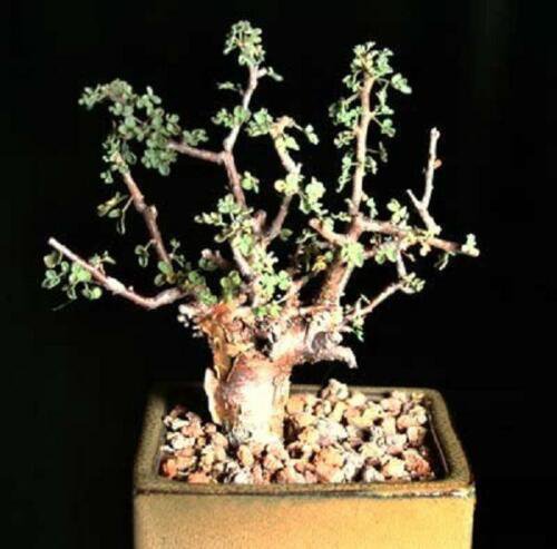 5 Seeds Guggul Myrrh Tree Commiphora wightii (Exotic caudex mukul ...