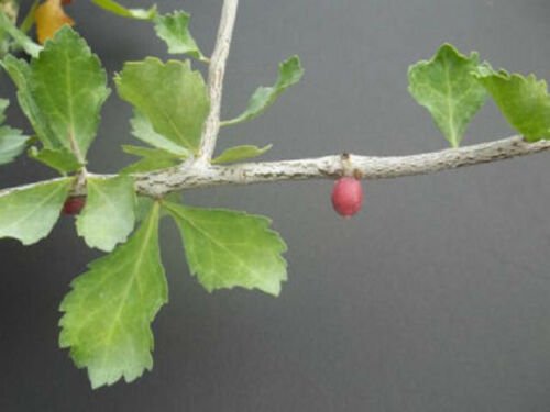 5 Seeds Guggul Myrrh Tree Commiphora wightii (Exotic caudex mukul ...