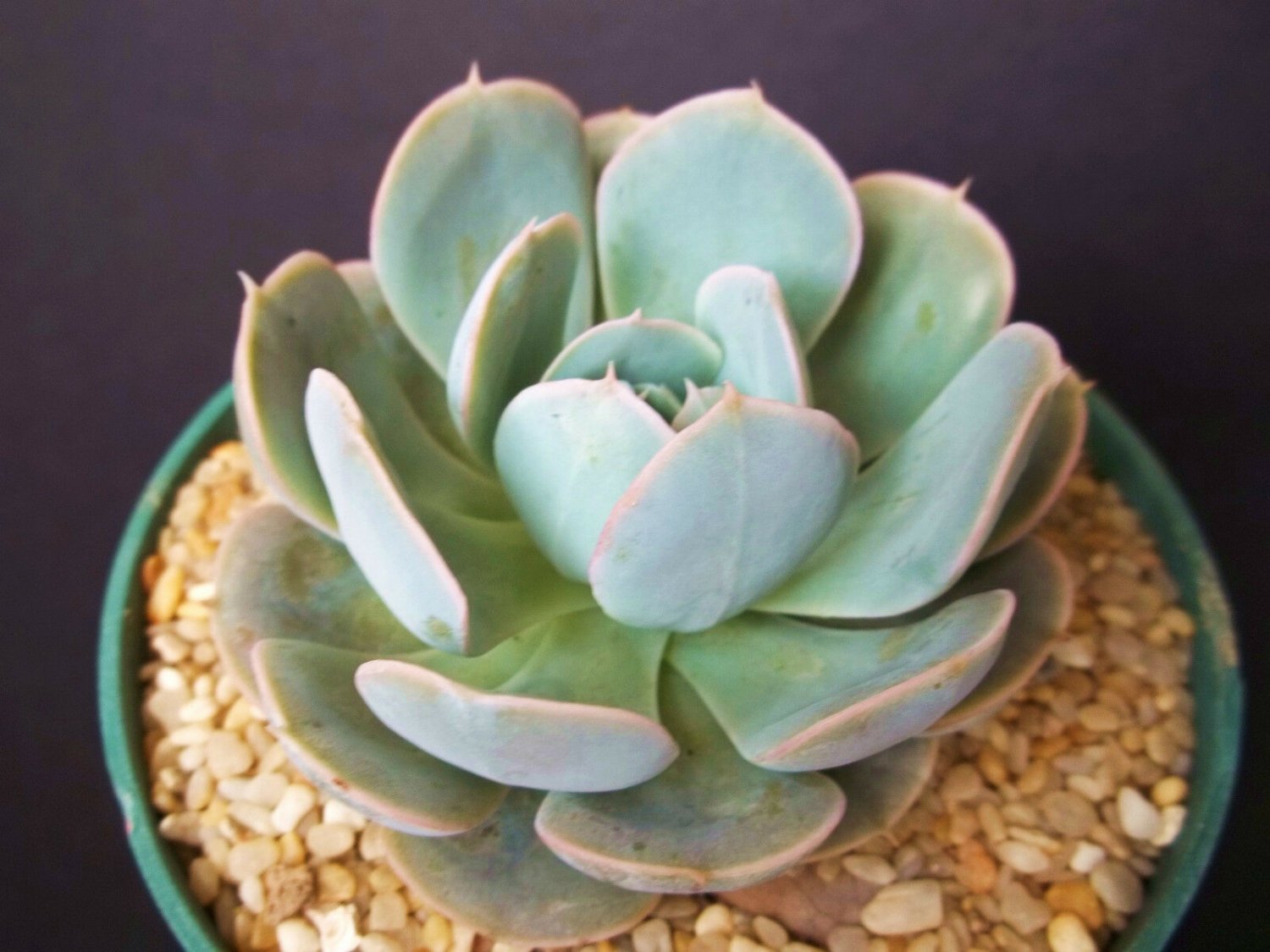 4" Pot Echeveria Derenbergensis (Exotic hens & chick rare succulent ...