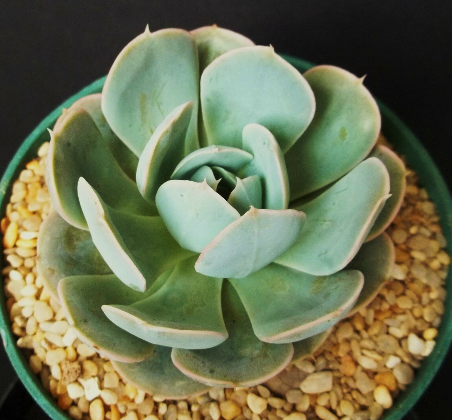4" Pot Echeveria Derenbergensis (Exotic hens & chick rare succulent ...