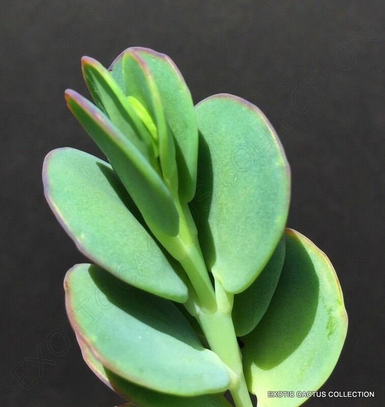 2" Pot KALANCHOE MARNIERIANA Marnier's (Rare exotic succulent cactus ...