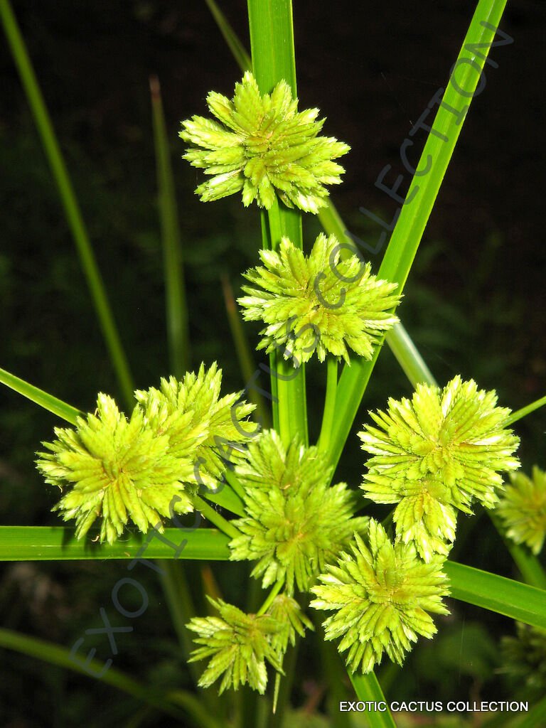 50 Seeds CYPERUS PAPYRUS (Paper reed flatsedge exotic aquatic flowering ...