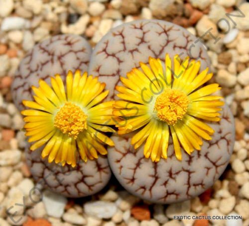 15 SEEDS RARE LITHOPS GRACILIDELINEATA (Living stones exotic ice plant ...