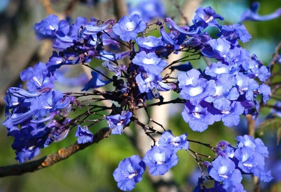 10 SEEDS JACARANDA CUSPIDIFOLIA BLUE (Rare flowering trumpet tree ...