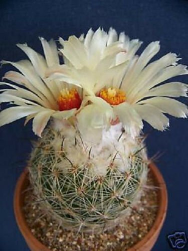 50 SEEDS Coryphantha Reduncispina (Exotic succulent cacti rare bonsai ...