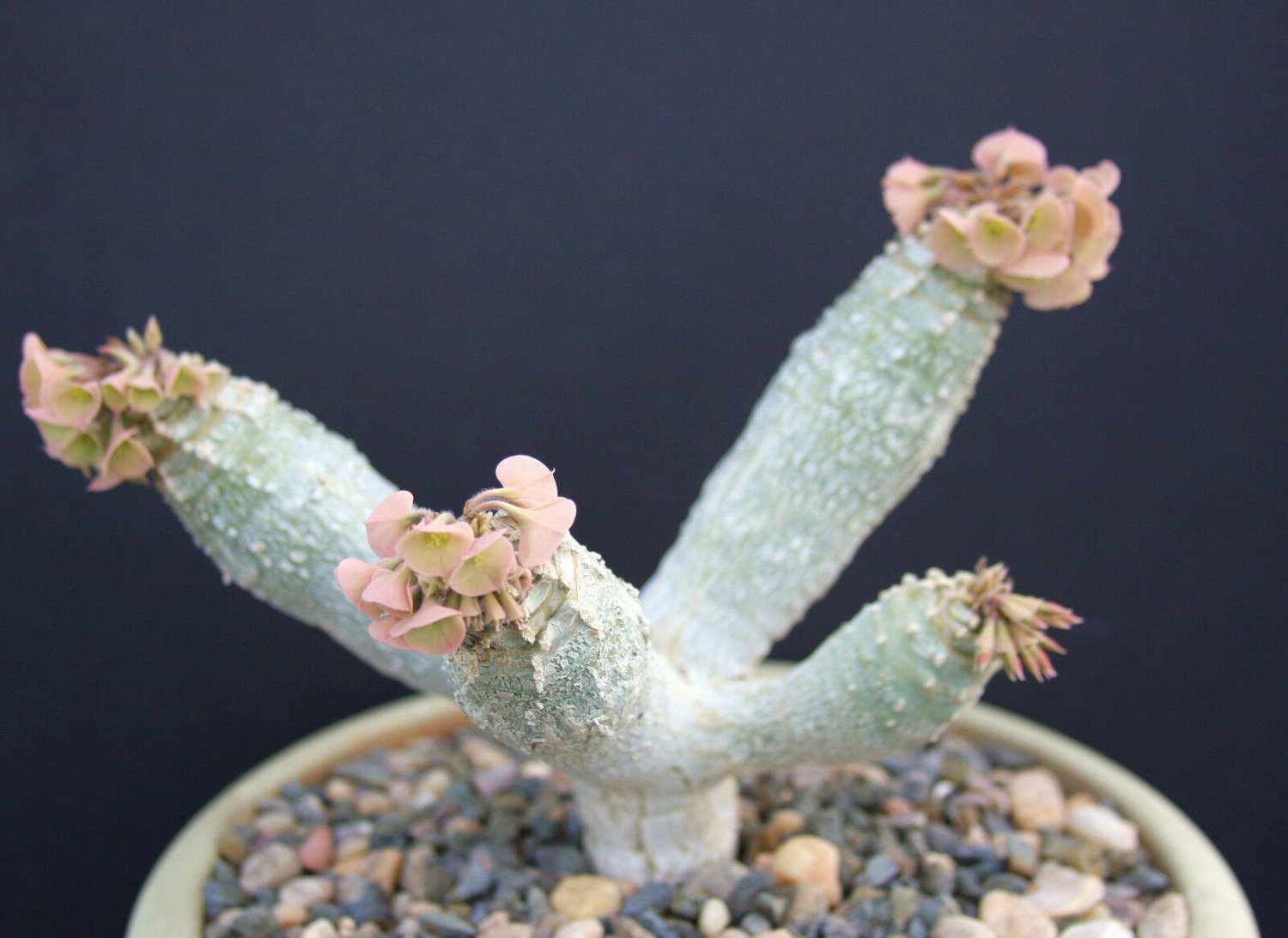 10 Seeds Euphorbia ANKARENSIS (Exotic caudex madagascar succulent rare ...