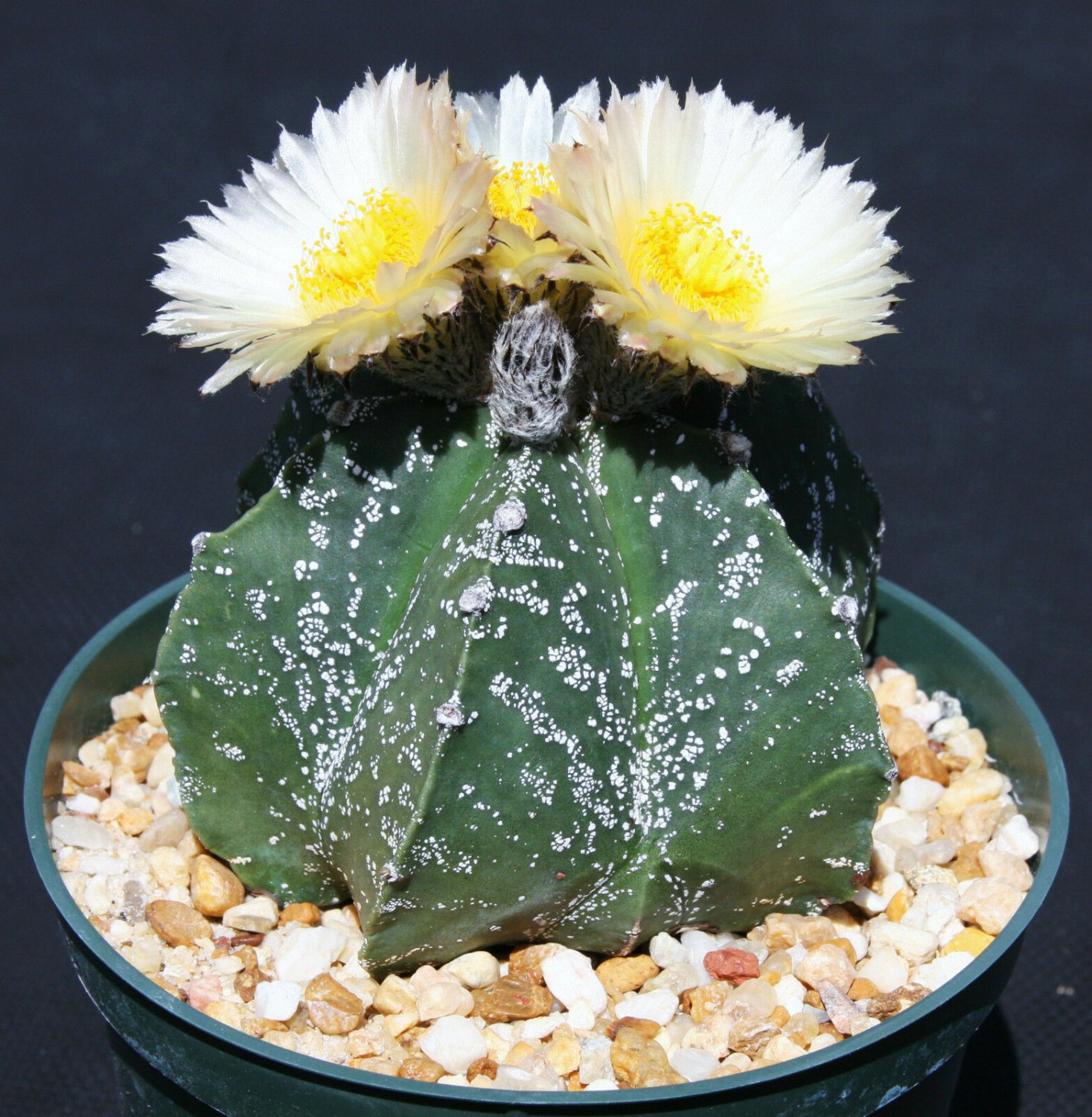 20 SEEDS Astrophytum Myriostigma HAKUN (Rare cacti exotic japan cactus ...