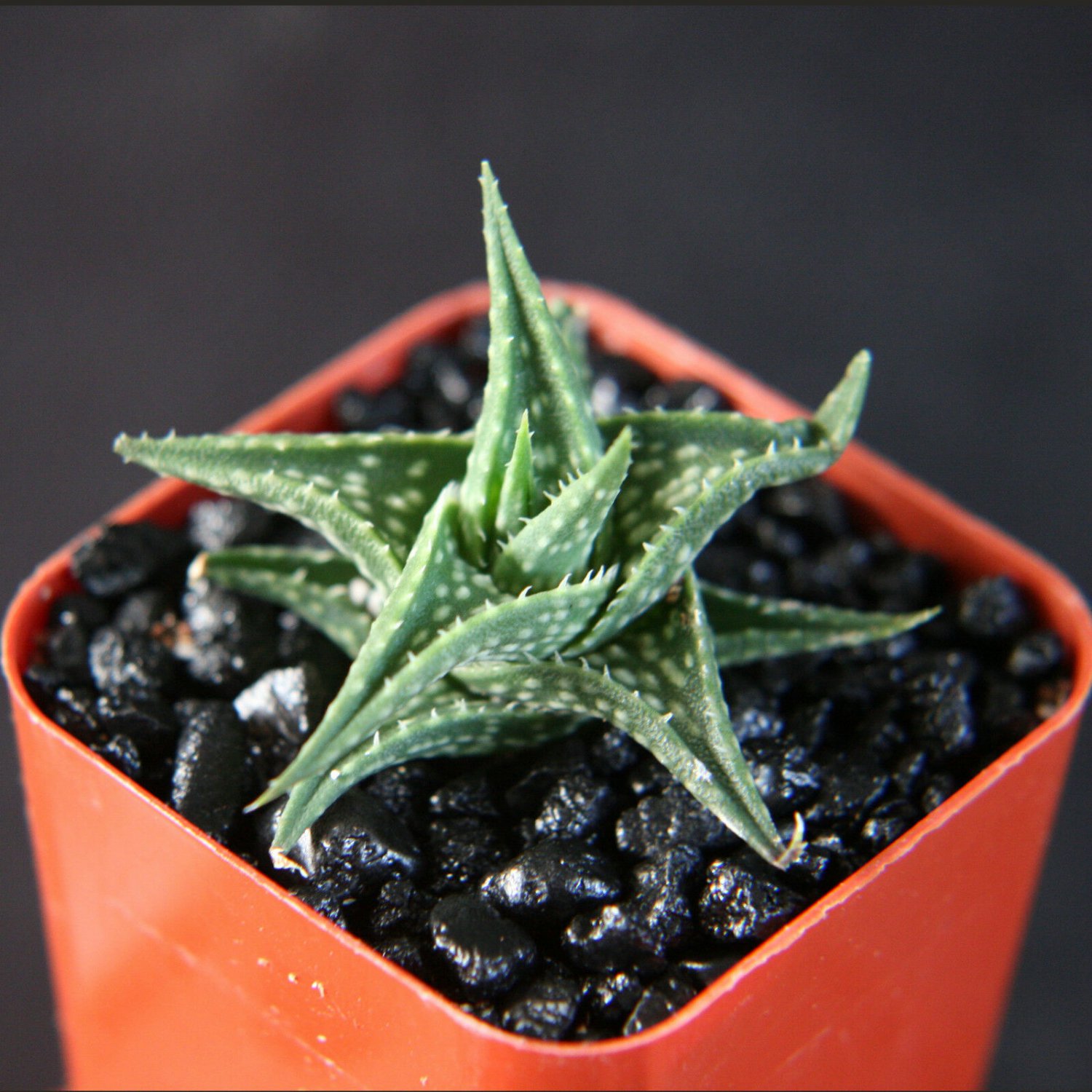 2" Plant Aloe Descoingsii (Exotic madagascar rare succulent cacti ...