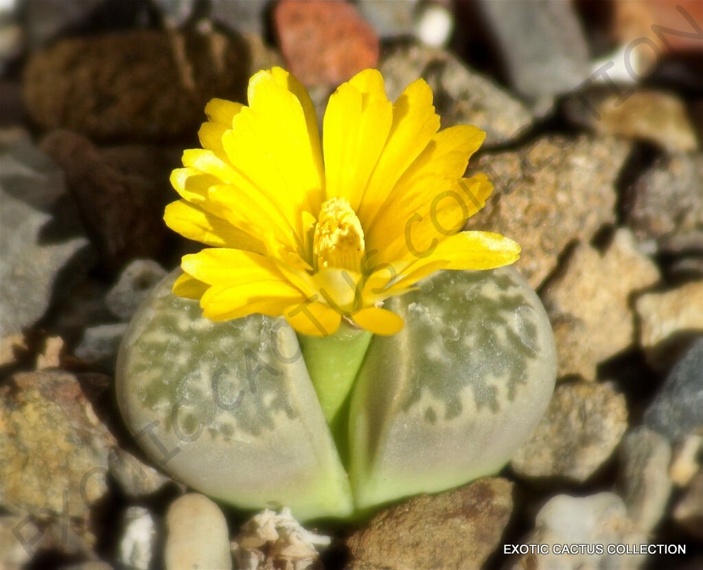 30 SEEDS RARE LITHOPS GEYERI (Living stones exotic mesembs rocks ...