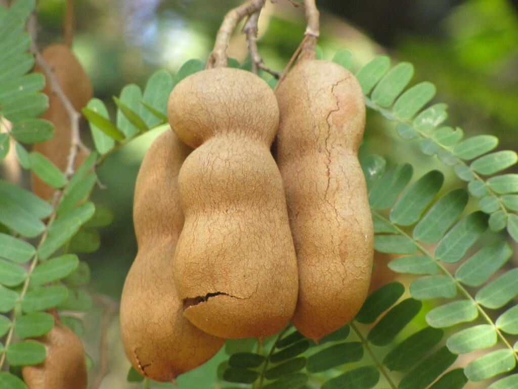 15 SEEDS Tamarind Tree Tamarindus Indica (Tropical edible fruit wood ...