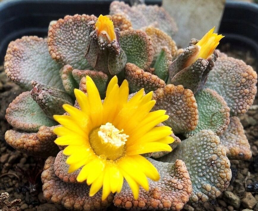 15 SEEDS TITANOPSIS FULLERI (Rare living stones mesembs succulent ice ...