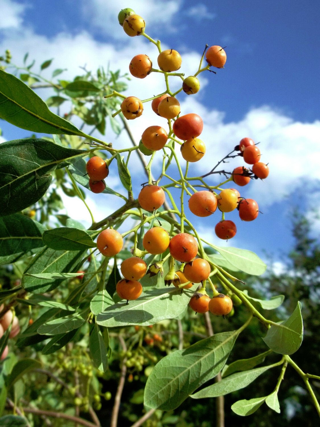 10 Seeds Bourreria Ovata Bahama Strongbark Florida (Native tree bee ...