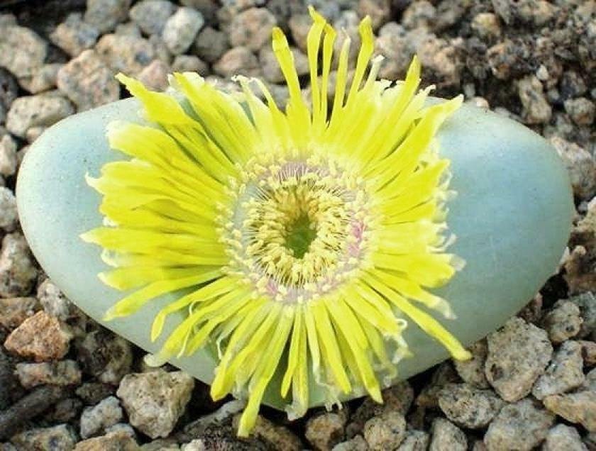 50 SEEDS Argyroderma Crateriforme (Mesembs exotic succulent cactus seed ...